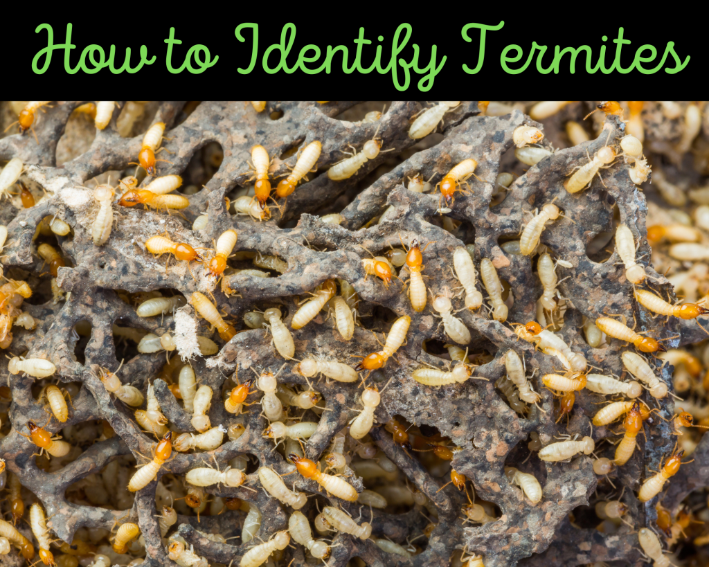 How to Identify Termites | Sasquatch Pest Control