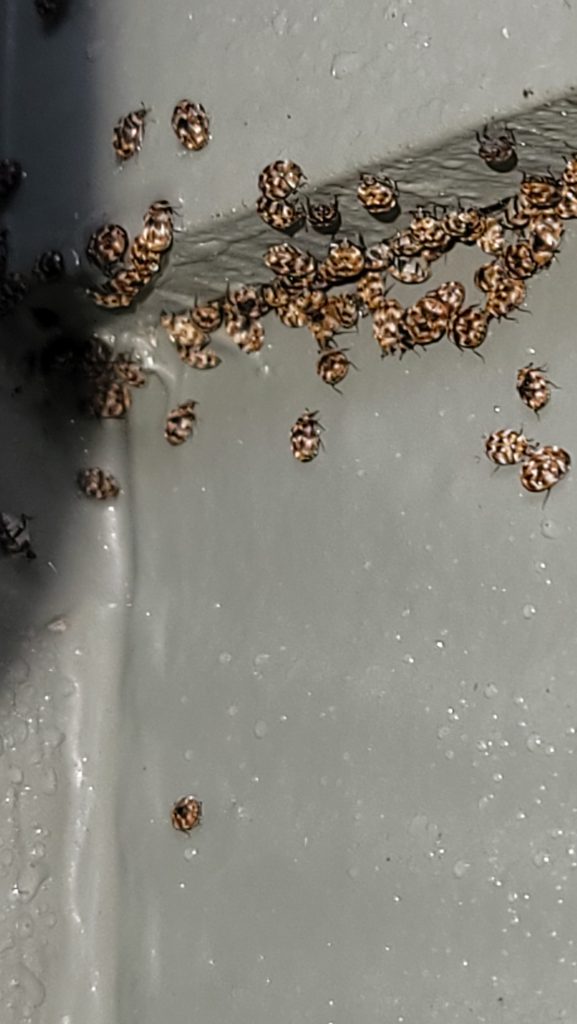 Carpet Beetles Control in Washington | Sasquatch Pest Control