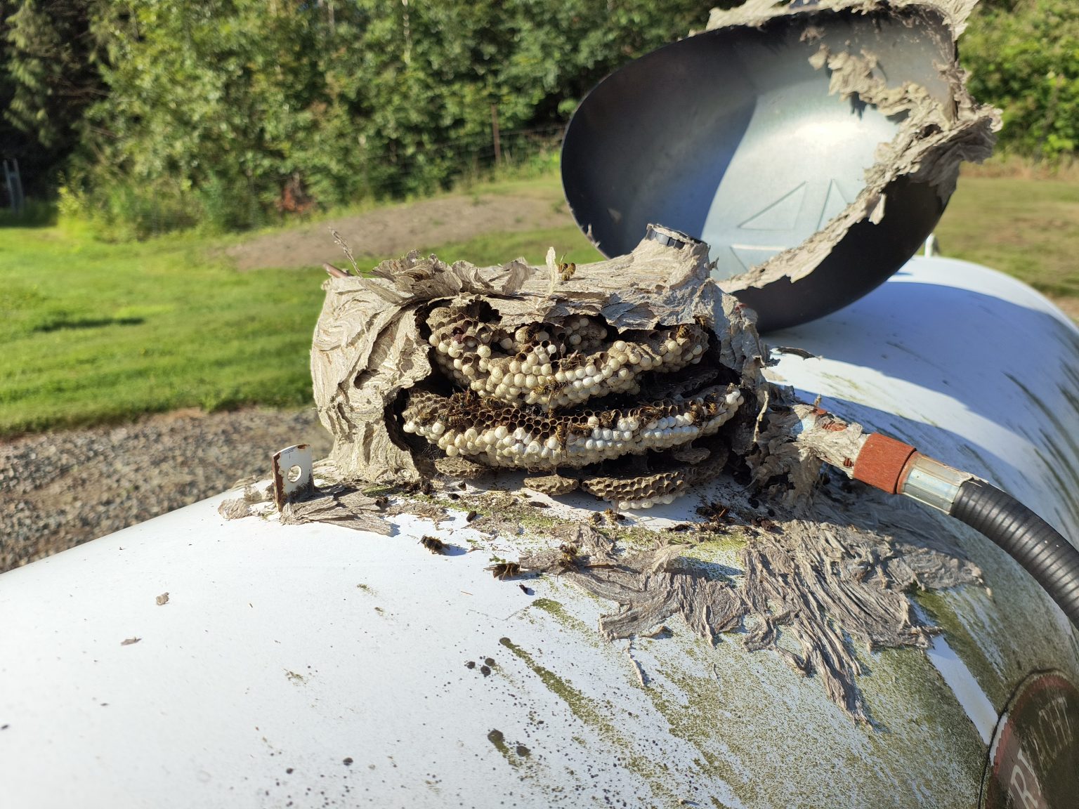Bee Control services | Sasquatch Pest Control